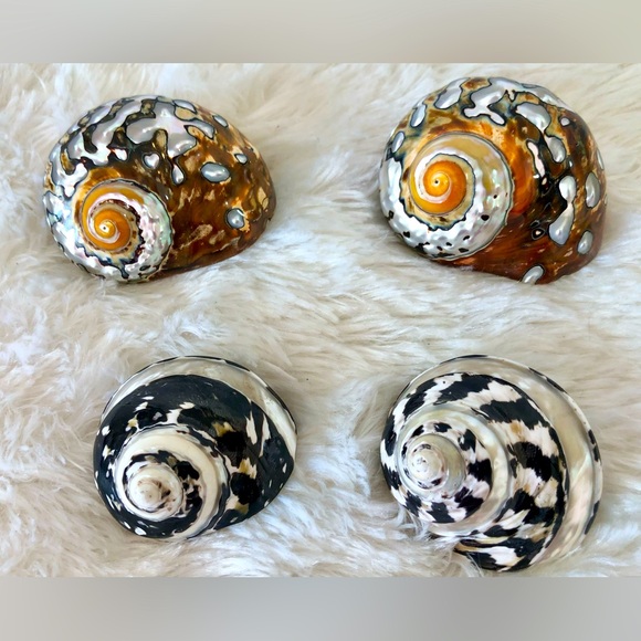 Vintage | Accents | 2 Turbo African Sarmaticus Seashells 2 Magpie ...